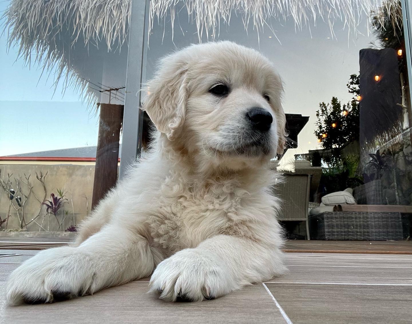 Makoya Golden Retrievers – North Brisbane, Queensland