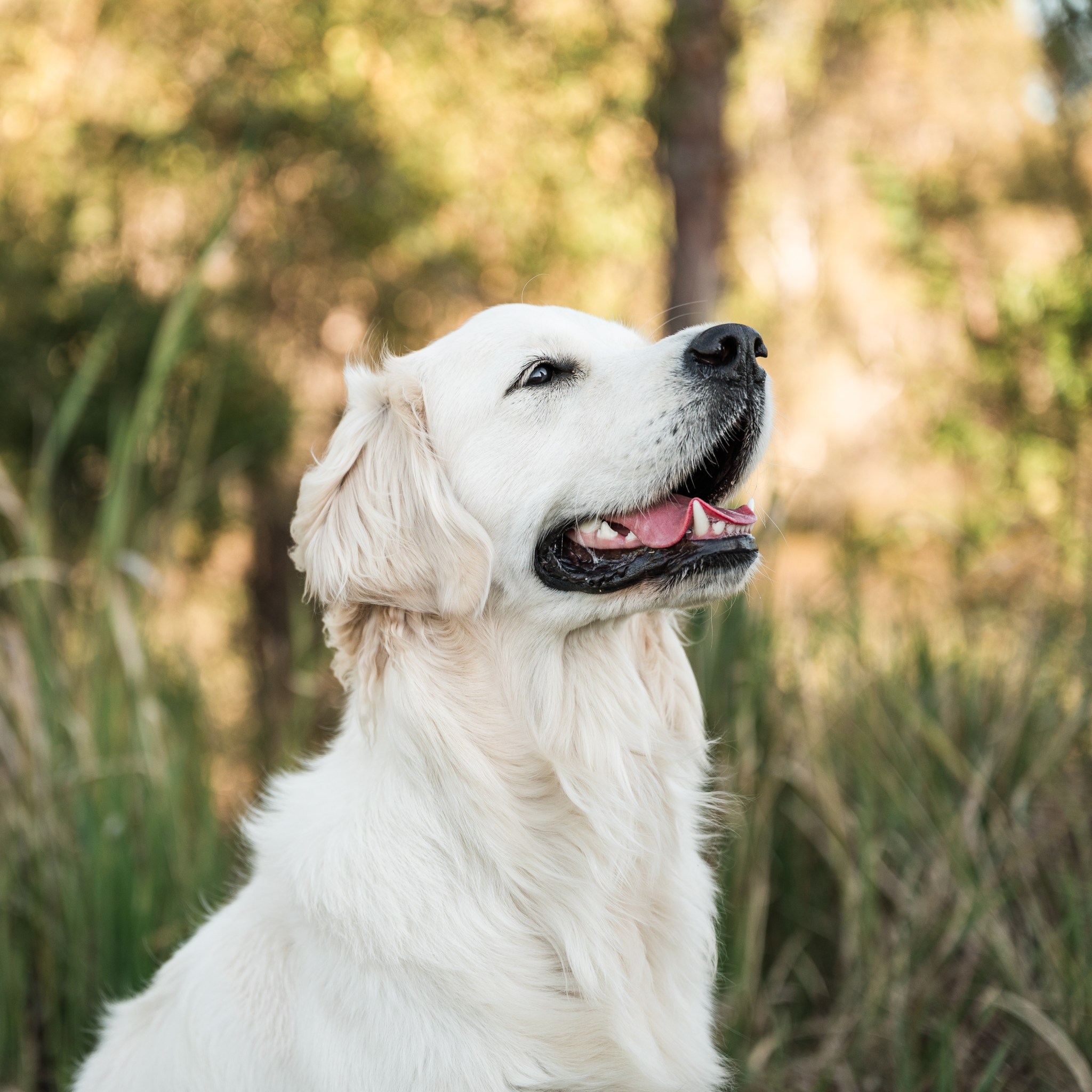 Makoya Golden Retrievers – North Brisbane, Queensland