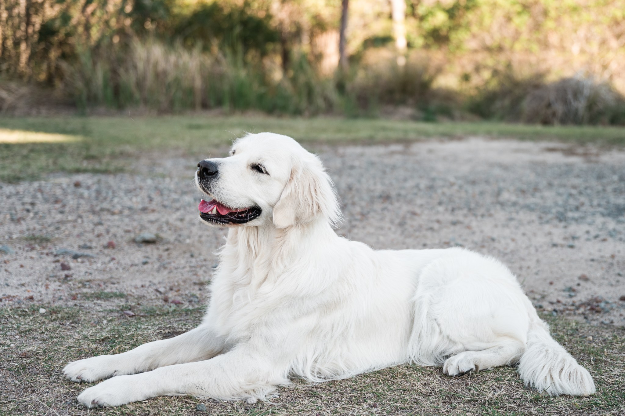 Makoya Golden Retrievers – North Brisbane, Queensland
