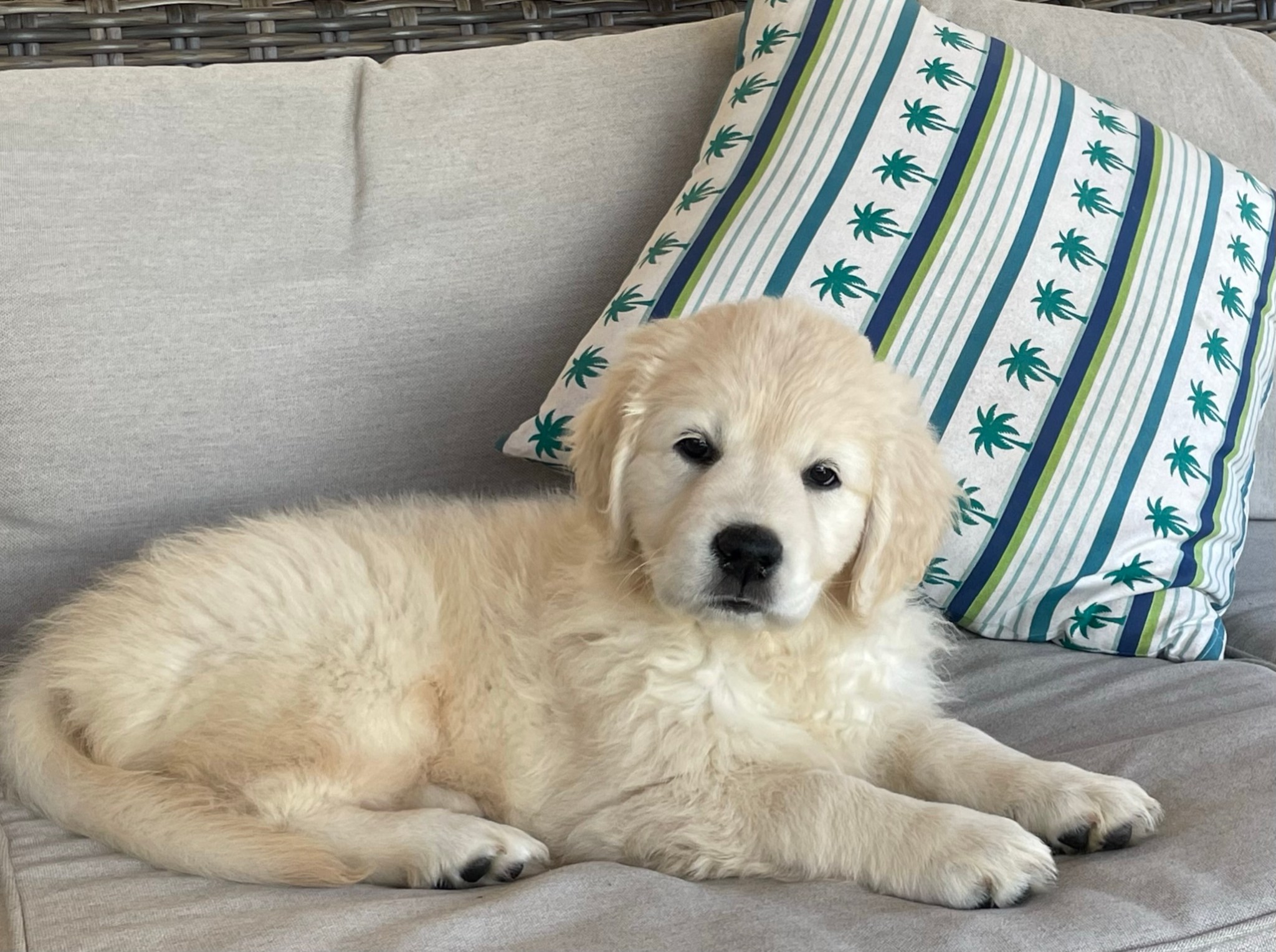 Makoya Golden Retrievers – North Brisbane, Queensland