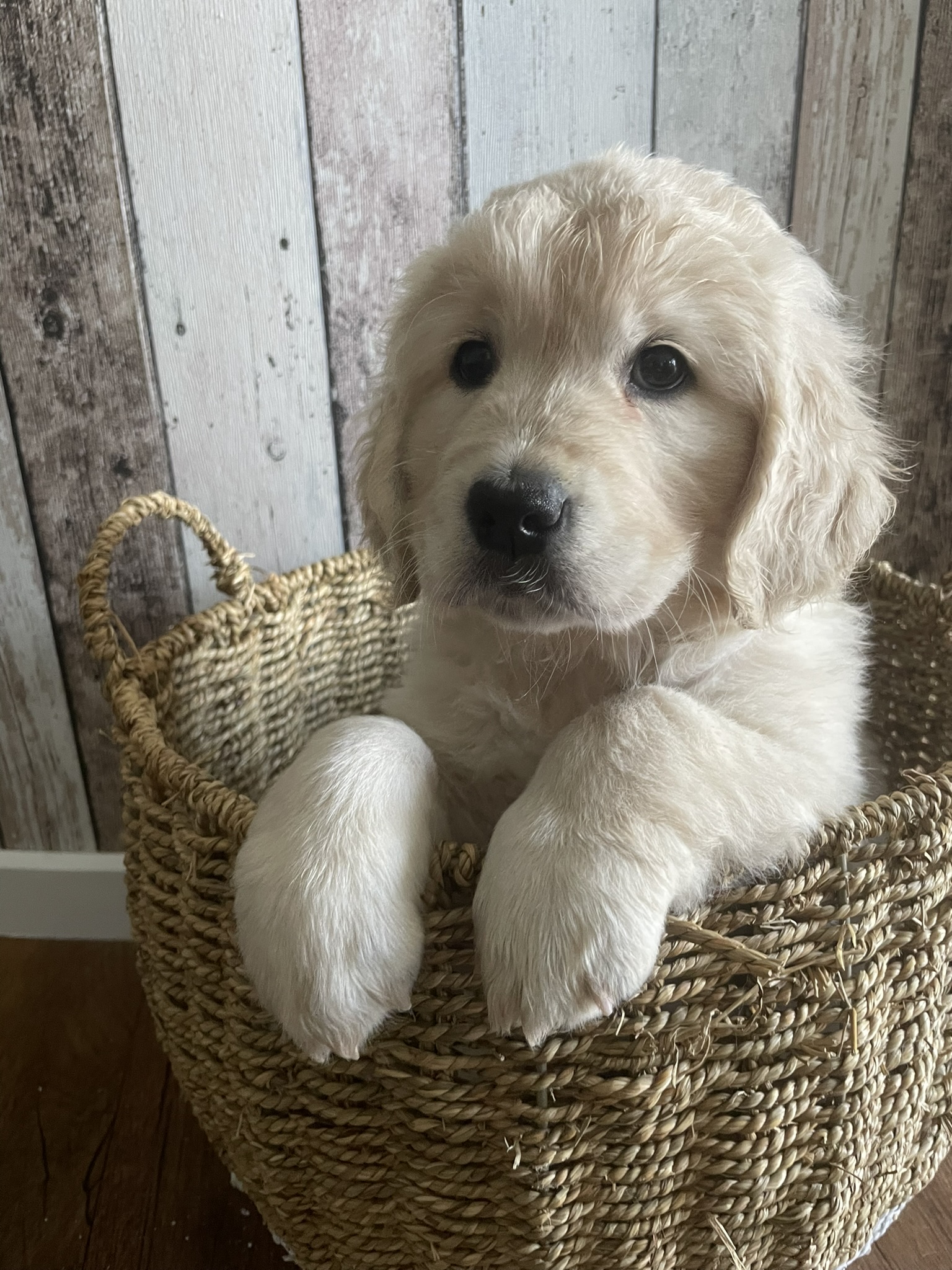 Makoya Golden Retrievers – North Brisbane, Queensland