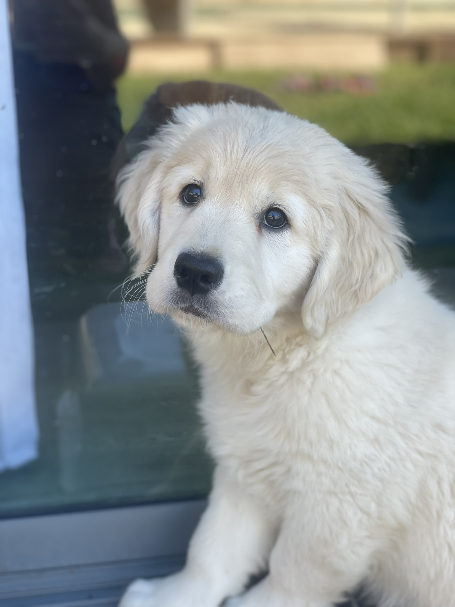 Makoya Golden Retrievers – North Brisbane, Queensland