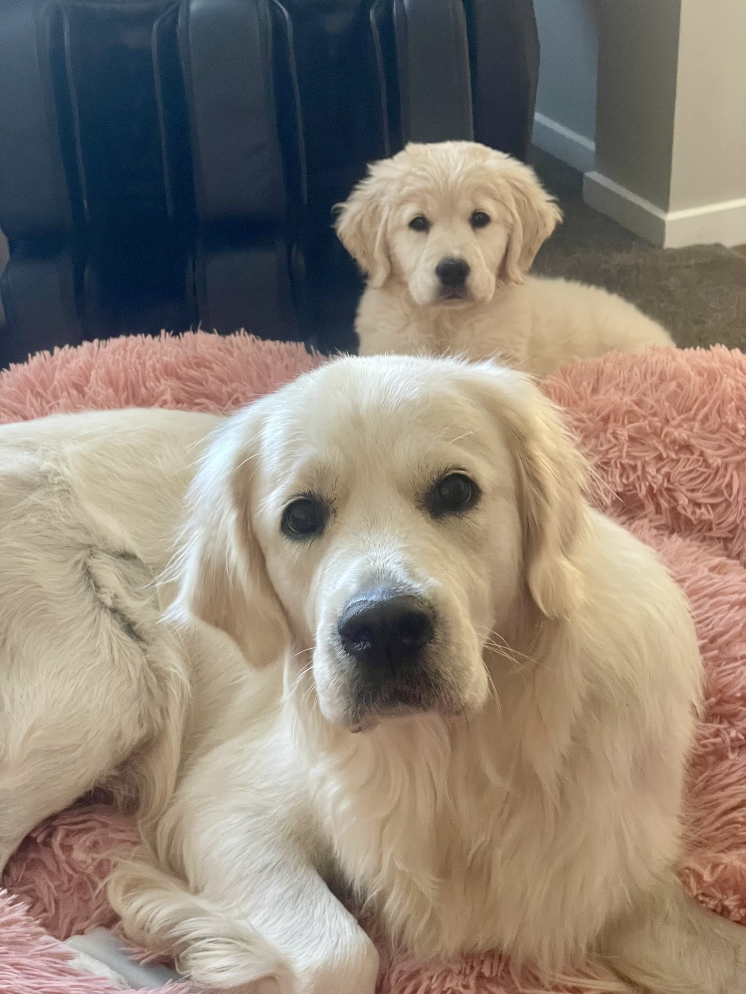 Makoya Golden Retrievers – North Brisbane, Queensland