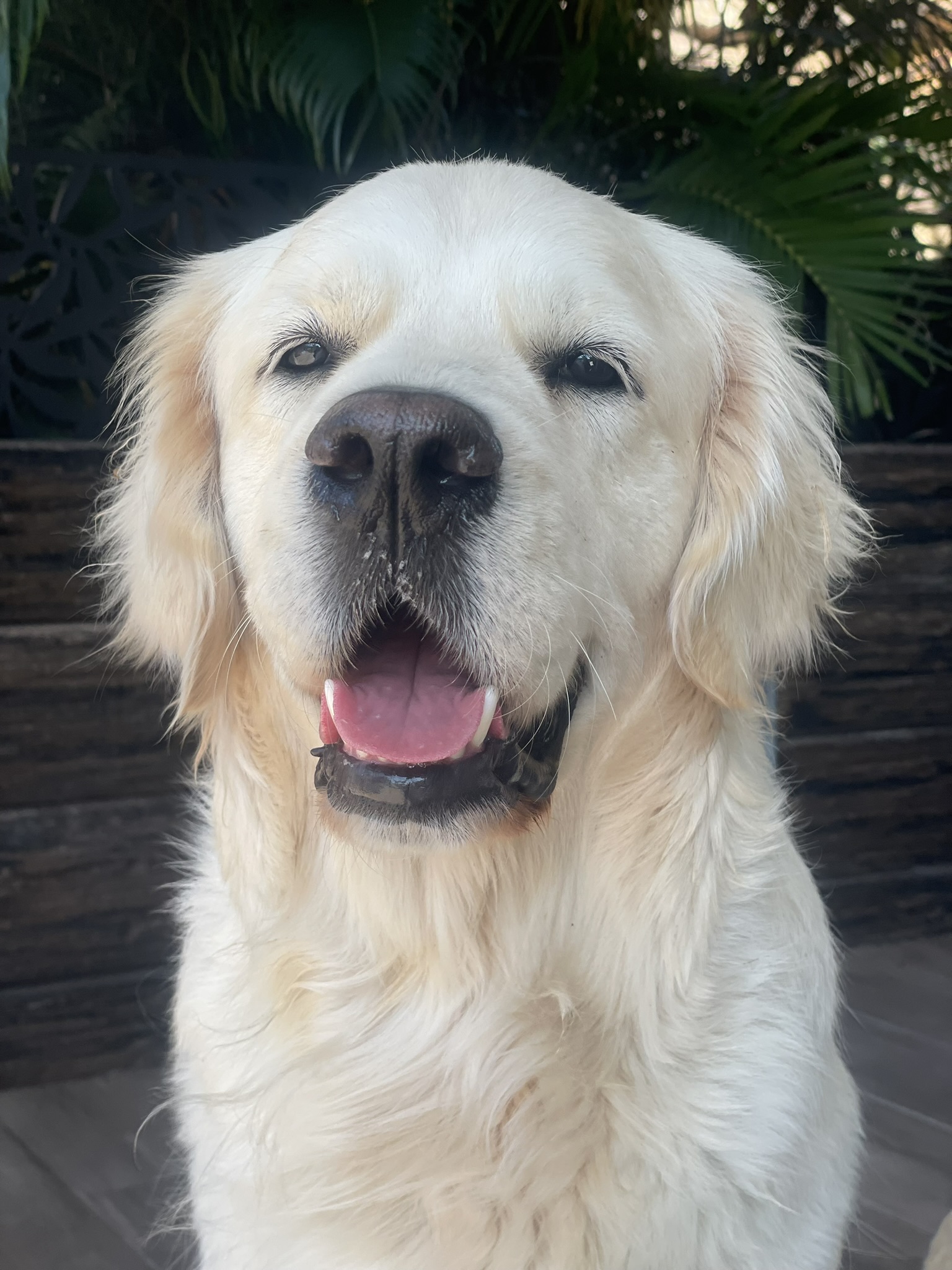 Makoya Golden Retrievers – North Brisbane, Queensland