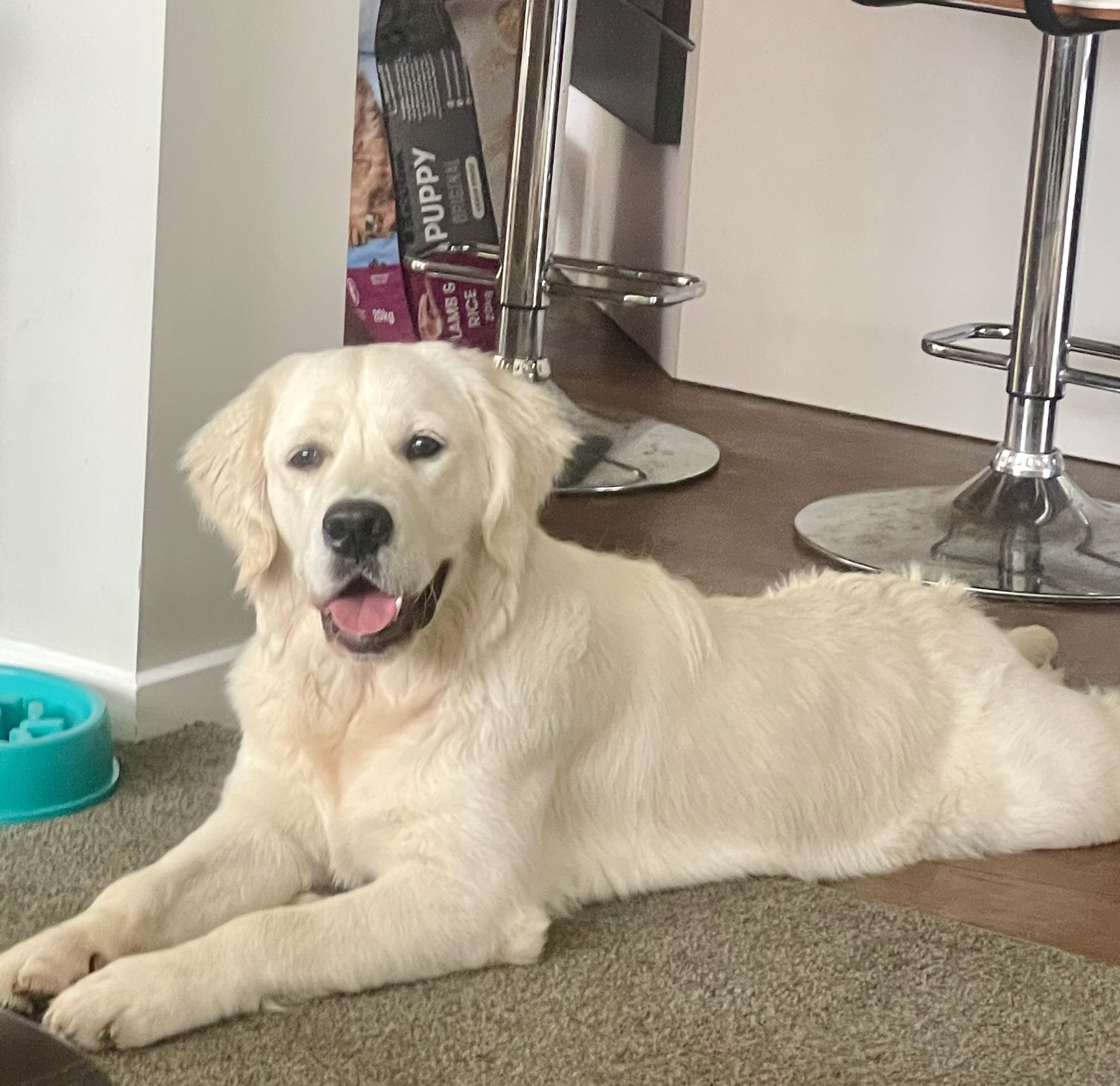 Makoya Golden Retrievers – North Brisbane, Queensland