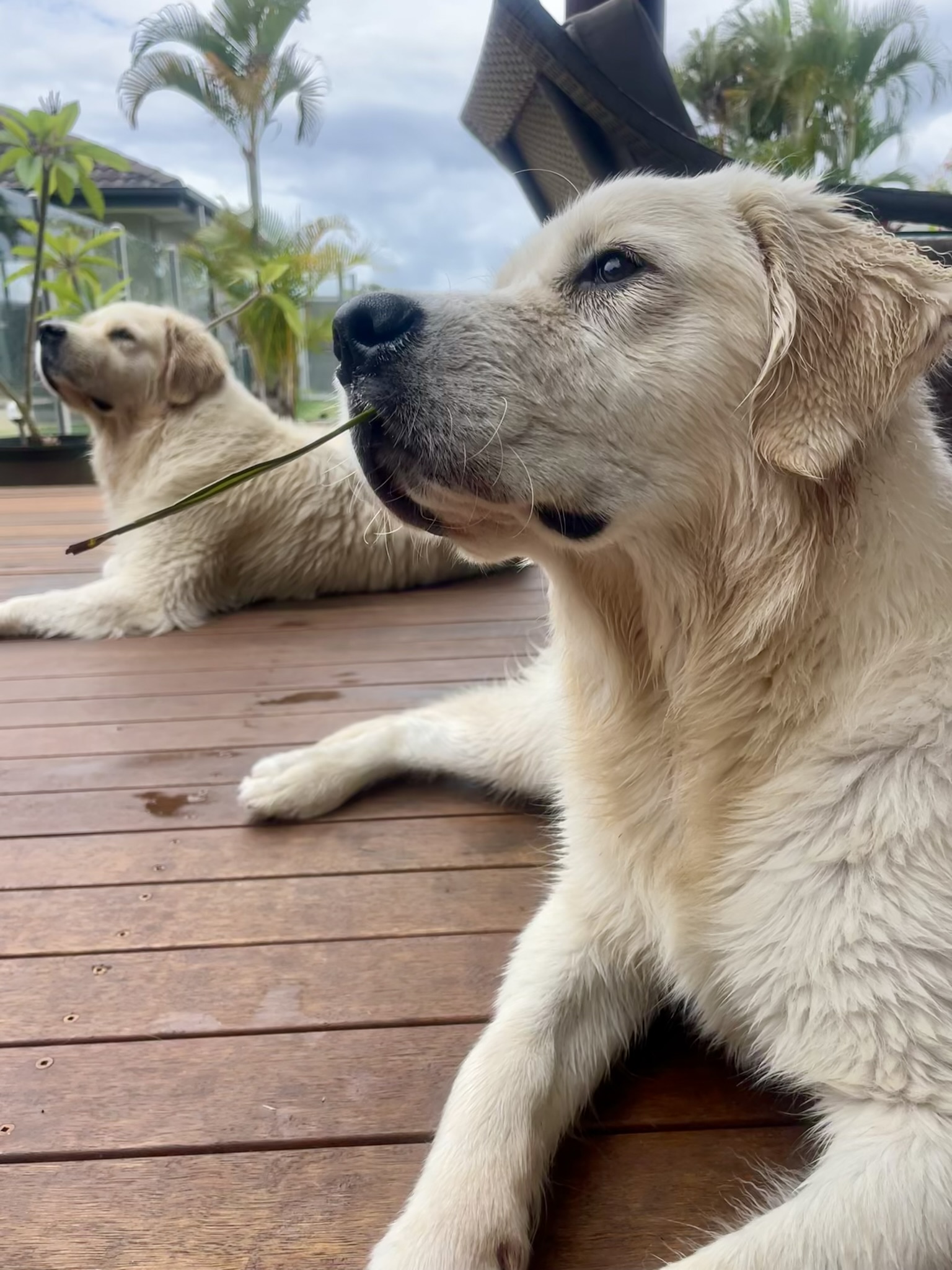 Makoya Golden Retrievers – North Brisbane, Queensland